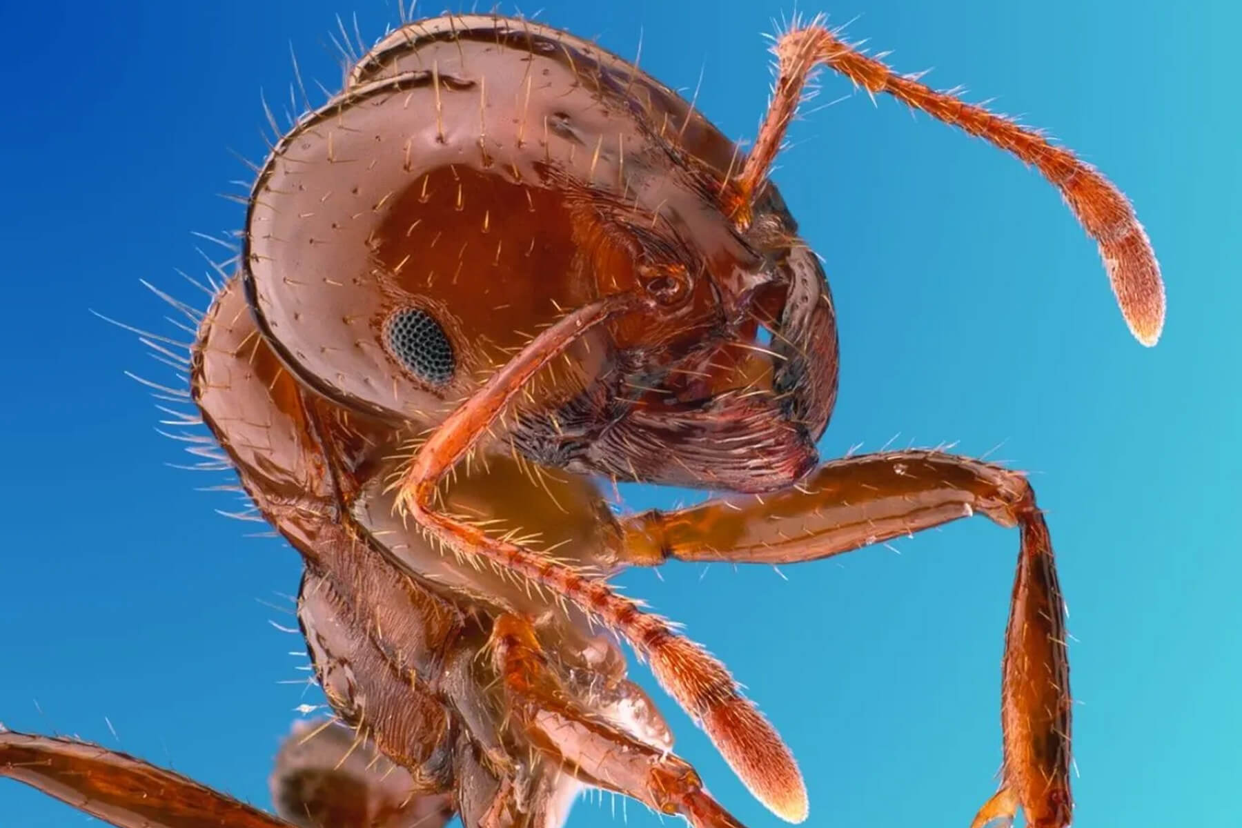 Fire Ant Removal & Control | Eradicating Fire Ants