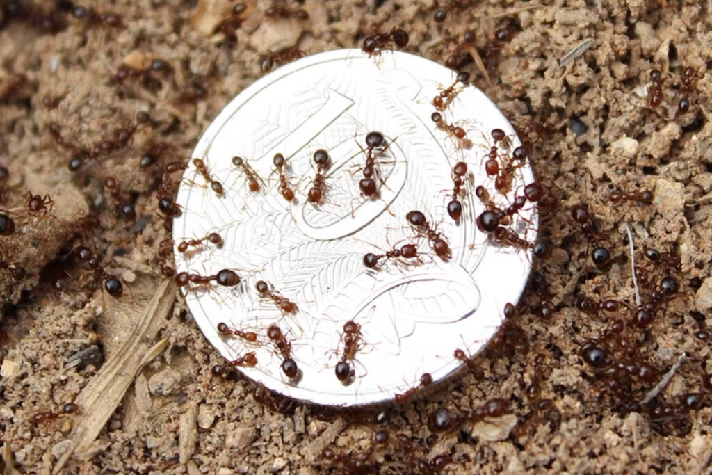 Fire Ant Control Brisbane & Gold Coast | Licensed Experts
