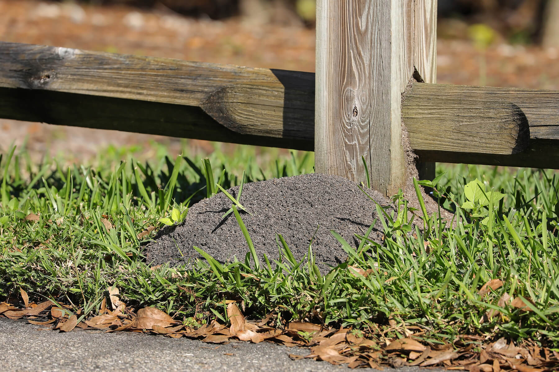 Fire Ant Removal & Control | Eradicating Fire Ants