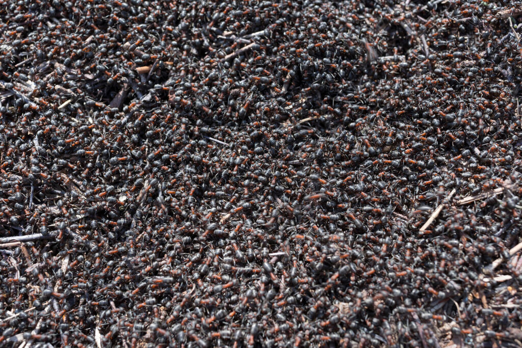 Fire Ant Removal & Control | Eradicating Fire Ants