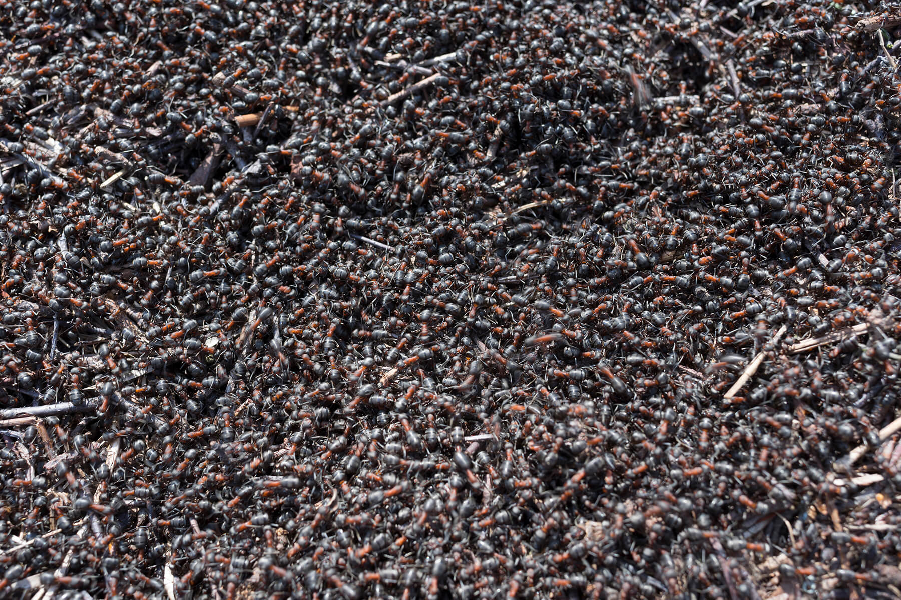 Fire Ant Removal & Control | Eradicating Fire Ants