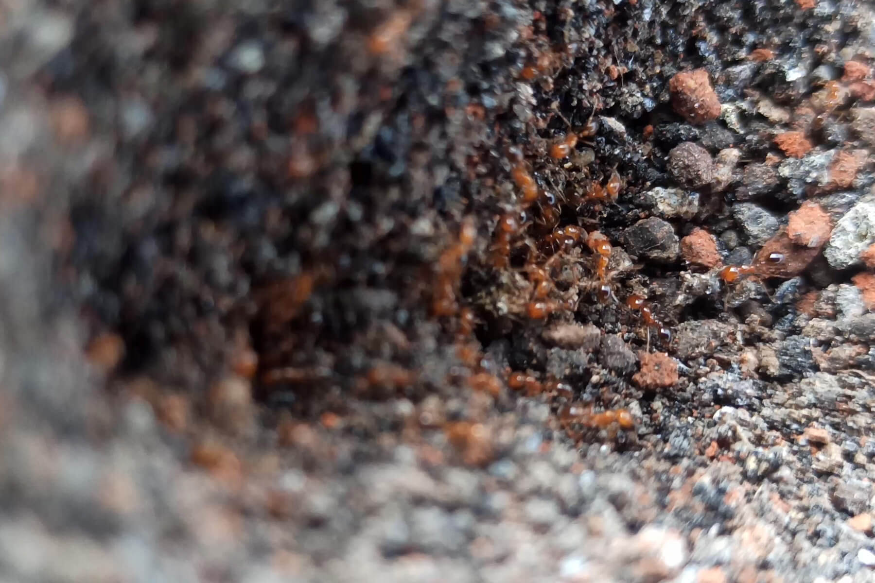 Fire Ant Removal & Control | Eradicating Fire Ants