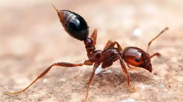 Fire Ant Control Brisbane & Gold Coast | Licensed Experts